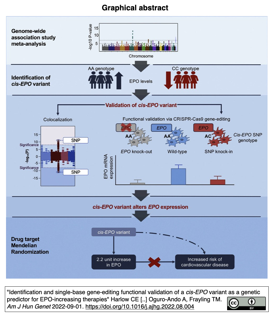 エリスロポエチン (EPO)補充療法の予測因子としてのcis-EPO変異体の同定とCas9を介した一塩基編集による検証 : crisp_bio