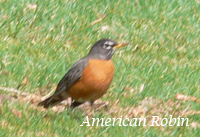Connecticut Letter**:American Robin - livedoor Blog（ブログ）