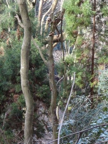 キノコ : 大文字山を食べる