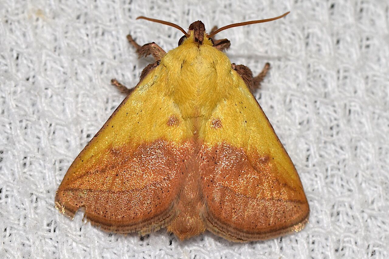 比叡平の昆虫:イラガの仲間