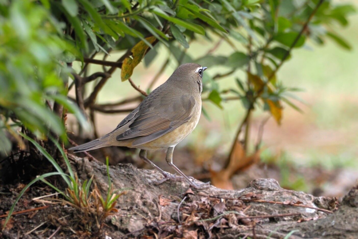ノゴマ、カワセミ : dannans@野鳥