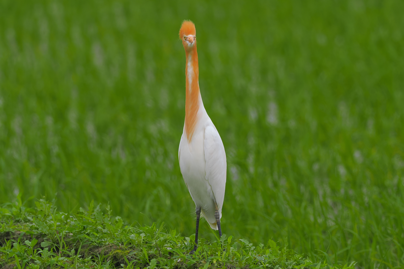 アマサギ : dannans@野鳥
