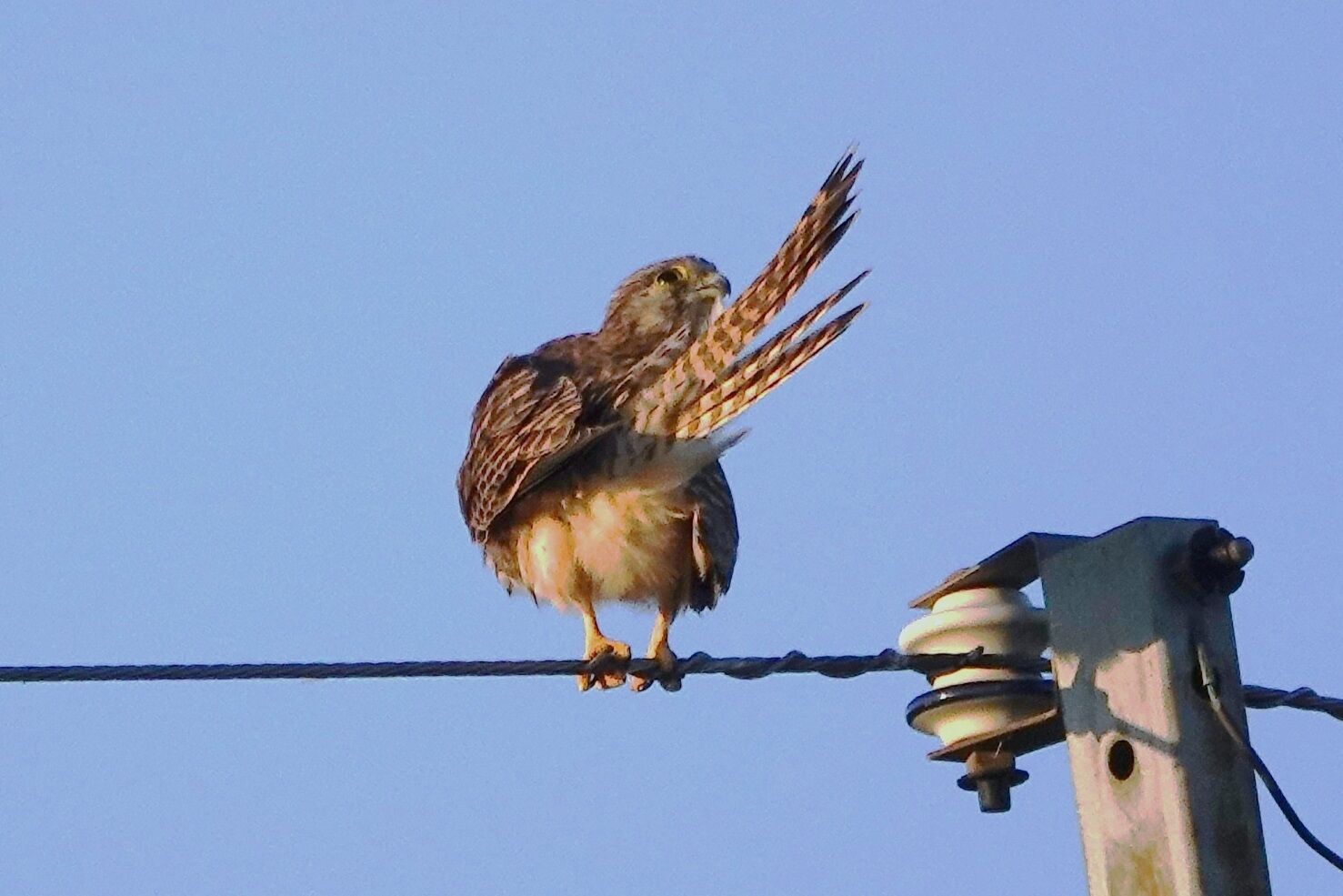 アカアシチョウゲンボウ、チョウゲンボウ、 : dannans@野鳥