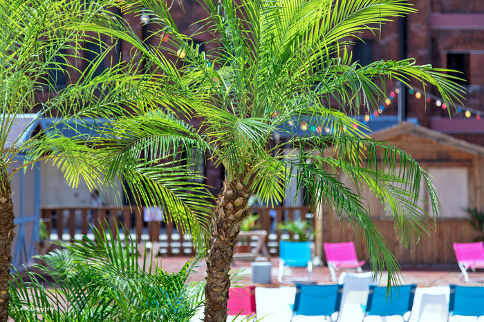 Red Brick Island 2023[1] : D's Photo Diary