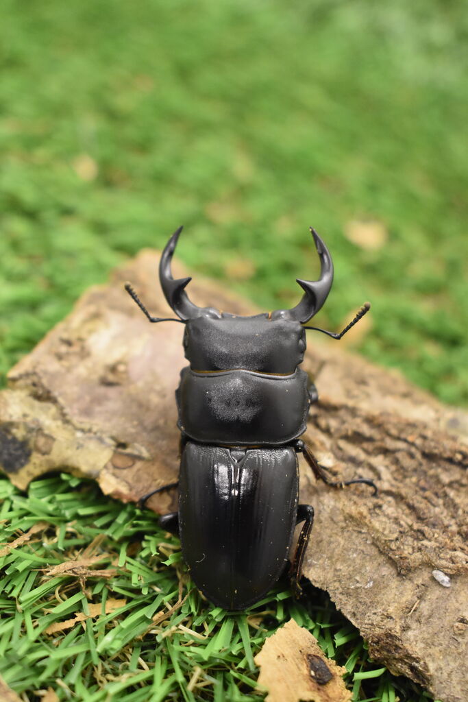 【F0オオクワ】1代目／山梨県某所 : カブクワ時々雑学日記