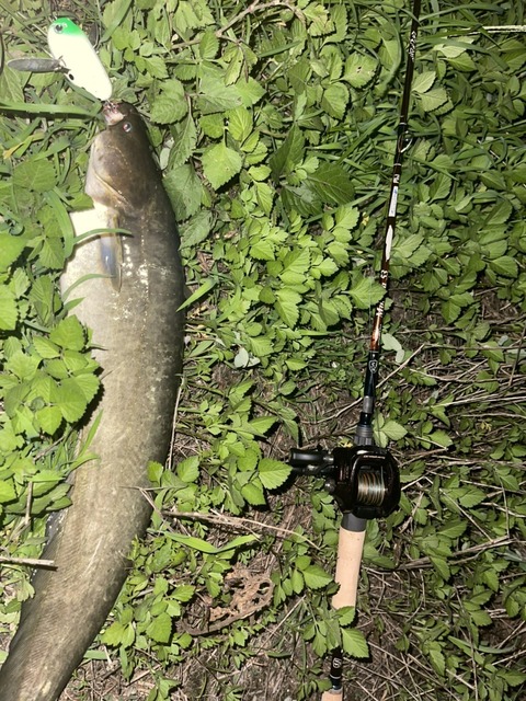 [釣果報告]モレーナ53入魂！釣果報告紹介。 : でんでん丸（でんでんまる店長）のブログ