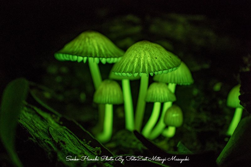 Senko-Hanabi : GWを終えて