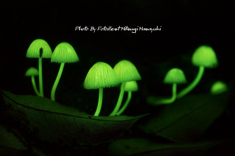 Senko-Hanabi : 前進