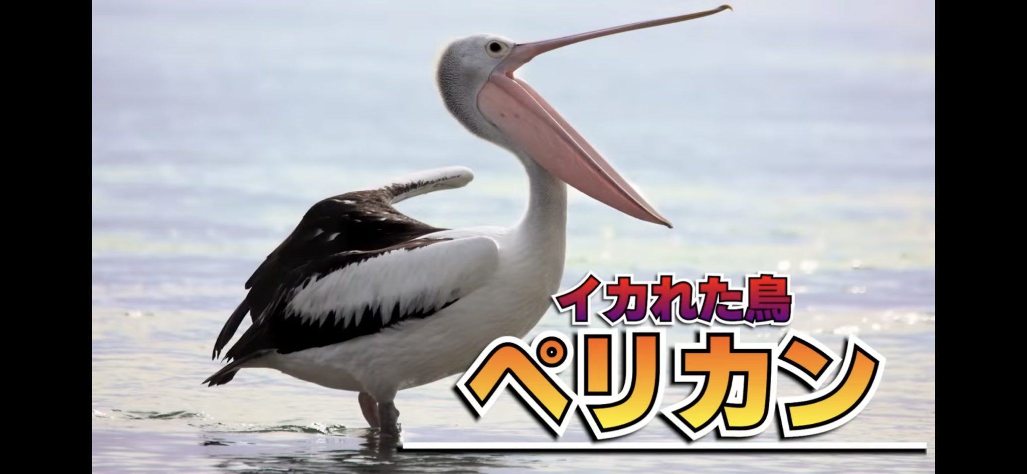 【動画】カモメさん、リスを丸呑みしてしまうwwwwwwwwwww : なんJクエスト