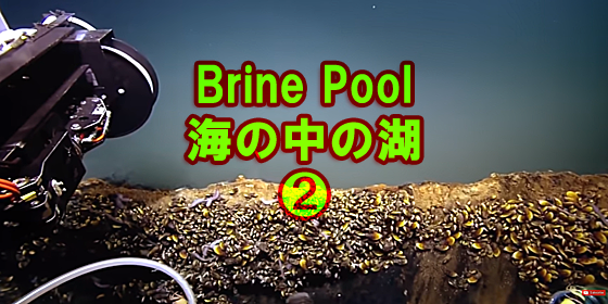 😨【海の中の湖】海中の『陸と湖』 ※Brine Pool : 全て疑え