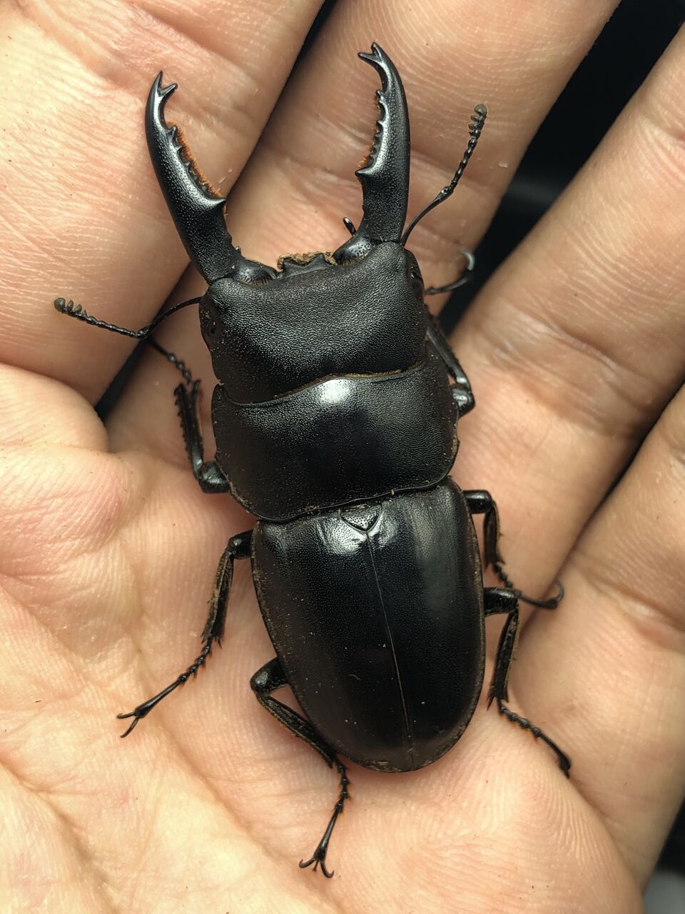 タウルスヒラタクワガタ フィリピン亜種 (Dorcus taurus cribriceps) : 牡牛屋
