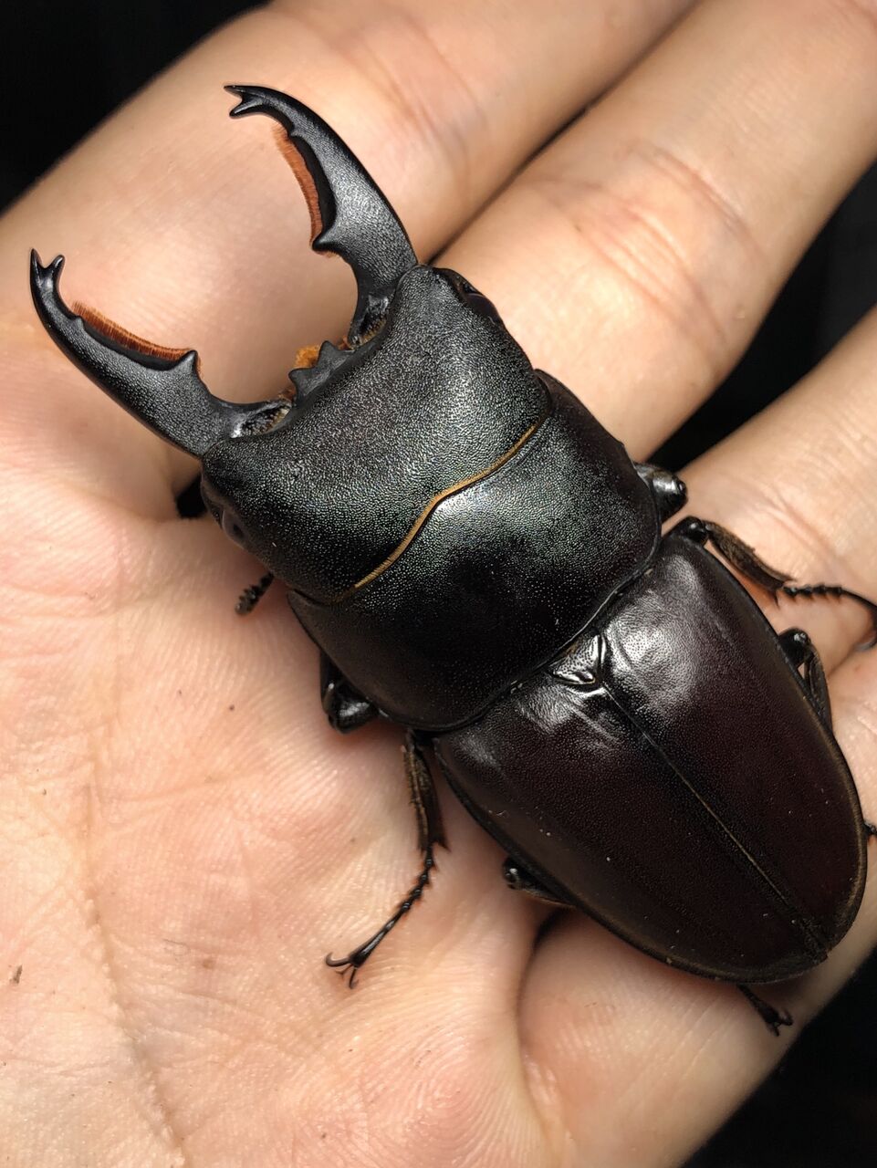 タウルスヒラタクワガタ フィリピン亜種 (Dorcus taurus cribriceps) : 牡牛屋