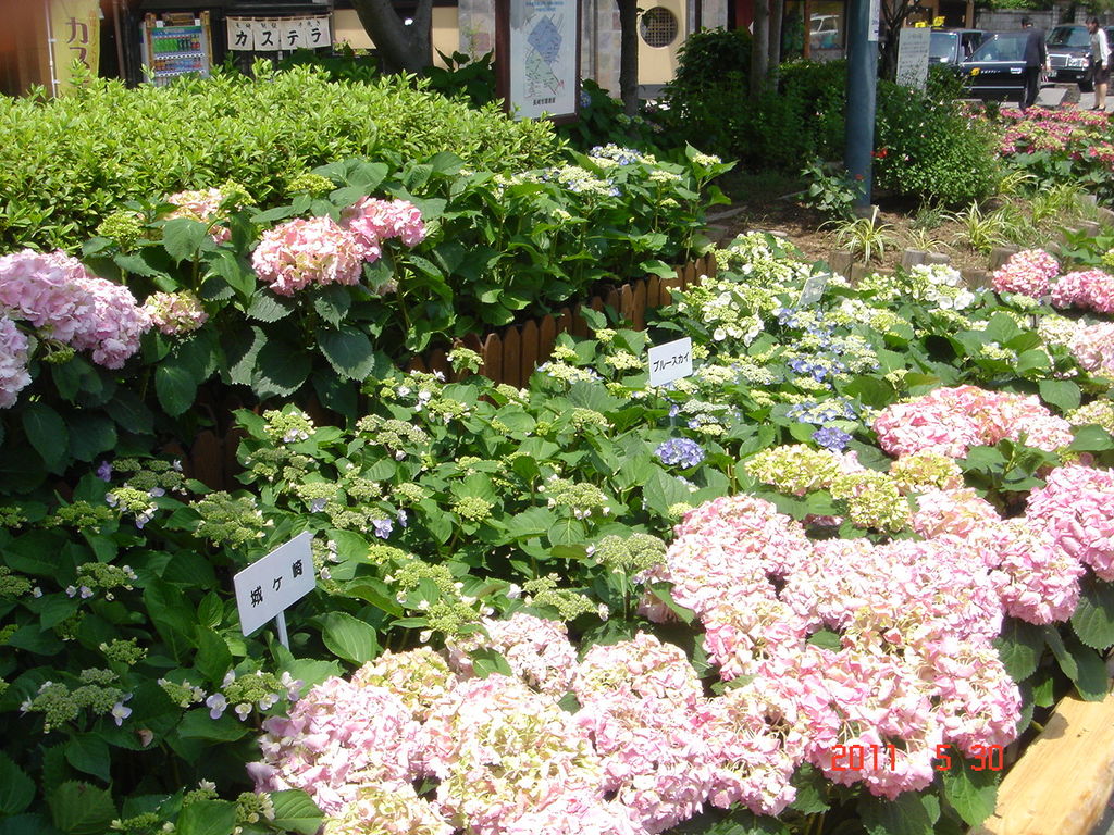 おやじのぼやき : 長崎の花 - livedoor Blog（ブログ）