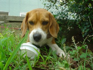 drecom_gauss_diaryのブログ : 洗車＆営業♪