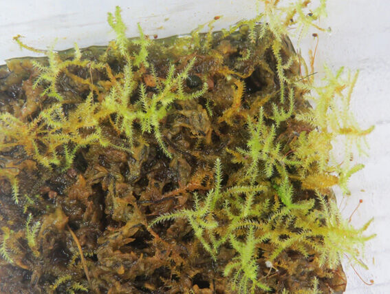 南米ウィローモスの栽培 シノブゴケの栽培 : Home of Dr.Grumman Blog