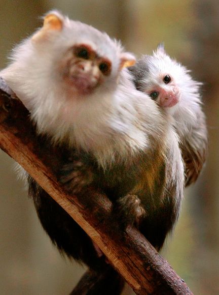 英語絵本クラブ:動物のお父さん-1