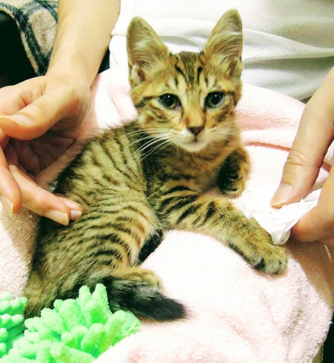 古澤が、TOEICと洋書と（ときどき猫）を語ります。:TOEICat問題 その23