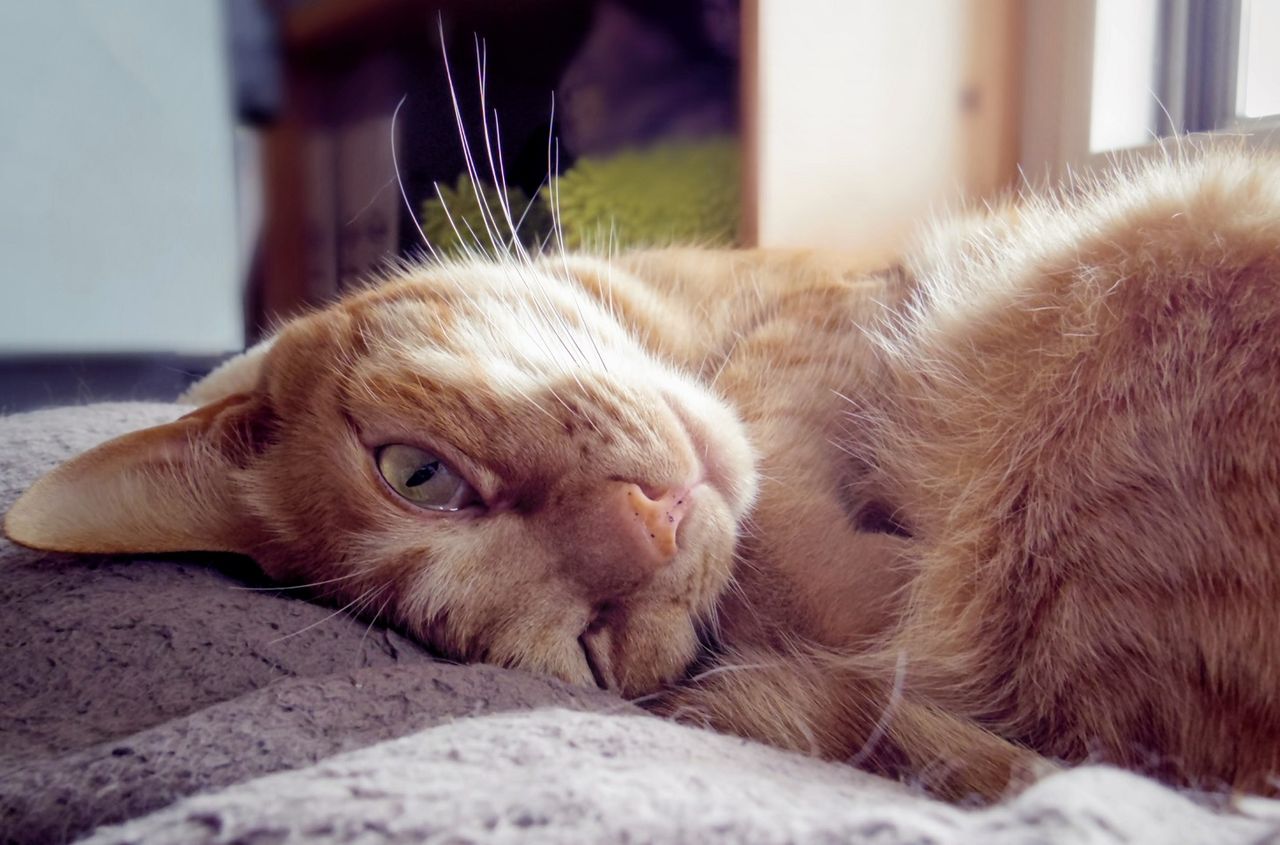 古澤が、TOEICと洋書と（ときどき猫）を語ります。:TOEICat問題 その19