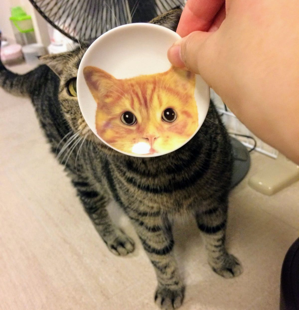 古澤が、TOEICと洋書と（ときどき猫）を語ります。:TOEICat問題 その34