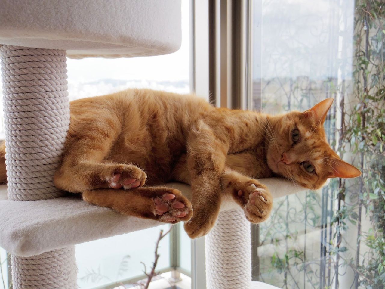 古澤が、TOEICと洋書と（ときどき猫）を語ります。:TOEICat問題 その12
