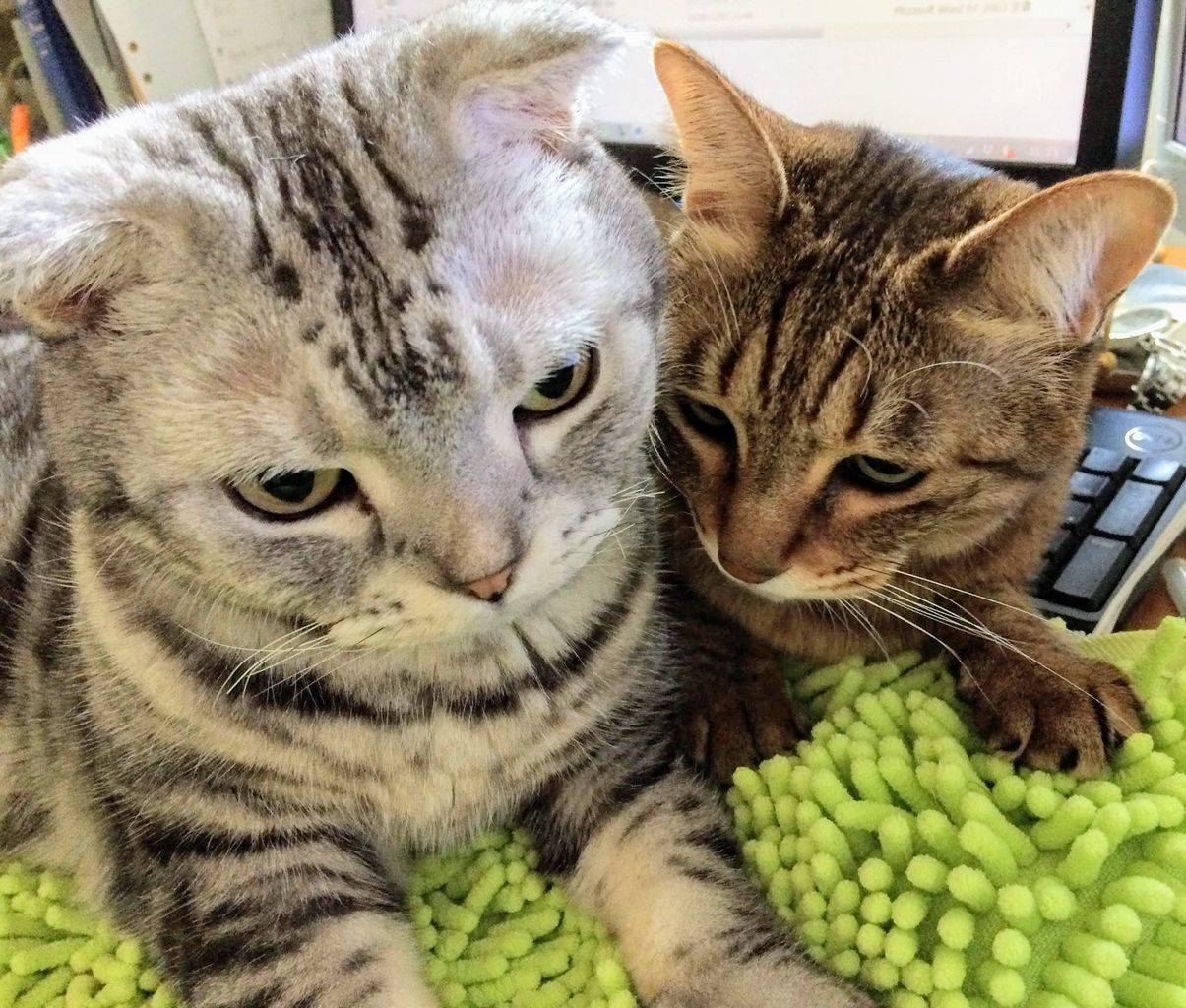 古澤が、TOEICと洋書と（ときどき猫）を語ります。:TOEICat問題 その36