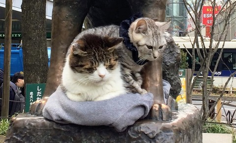 古澤が、TOEICと洋書と（ときどき猫）を語ります。:TOEICat問題 その33