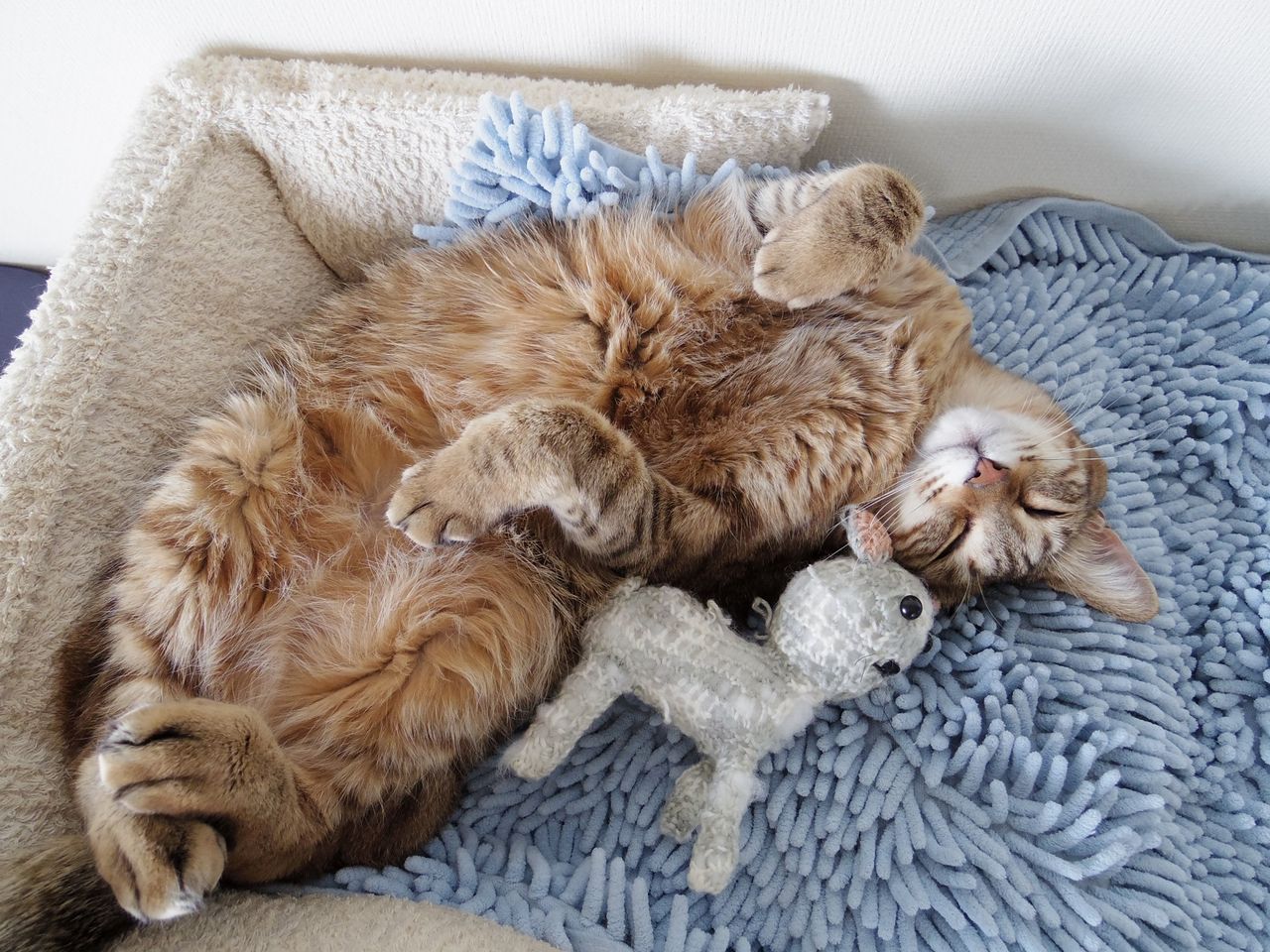 古澤が、TOEICと洋書と（ときどき猫）を語ります。:TOEICat問題 その4