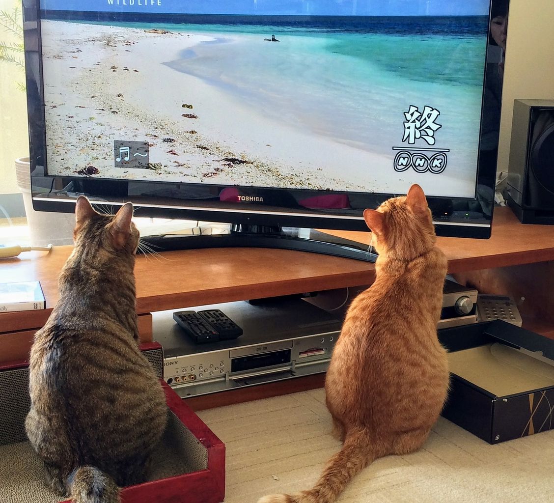 古澤が、TOEICと洋書と（ときどき猫）を語ります。:TOEICat問題 その24