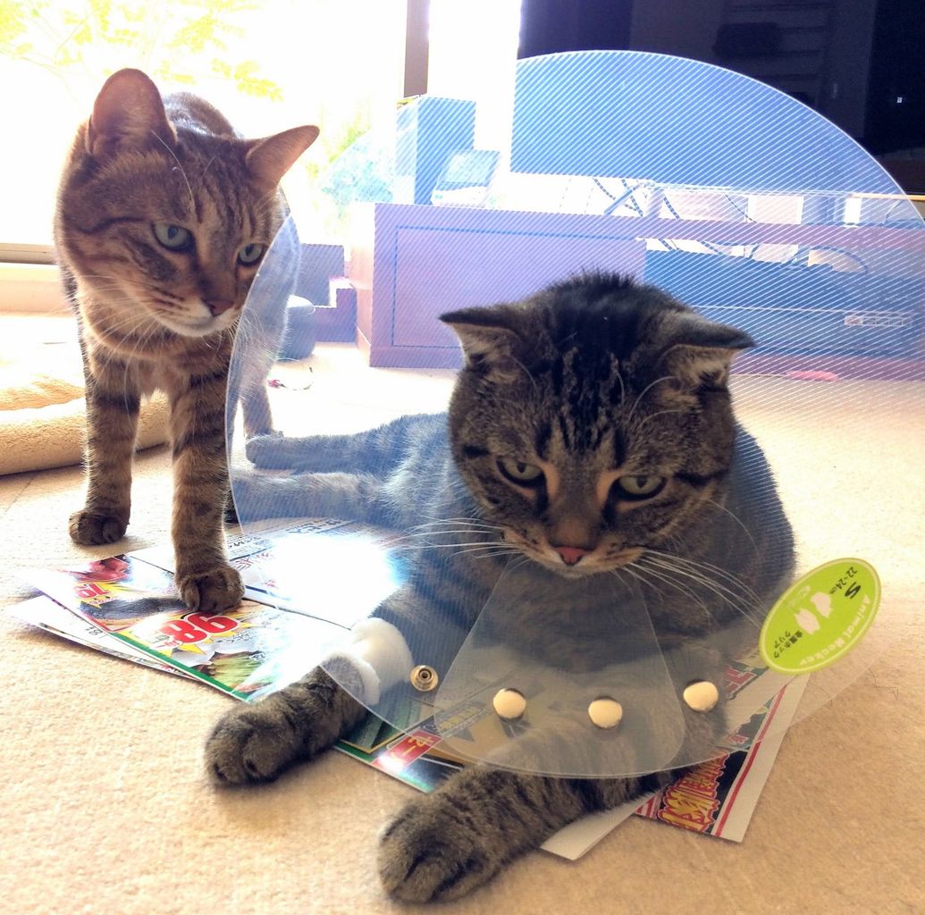 古澤が、TOEICと洋書と（ときどき猫）を語ります。:TOEICat問題 その32