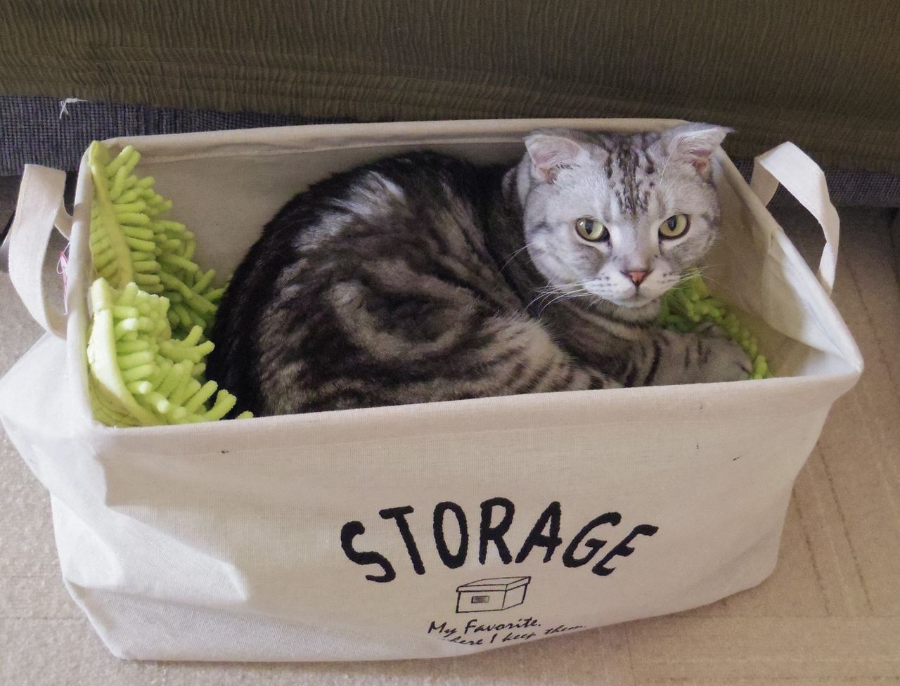 古澤が、TOEICと洋書と（ときどき猫）を語ります。:TOEICat問題 その20