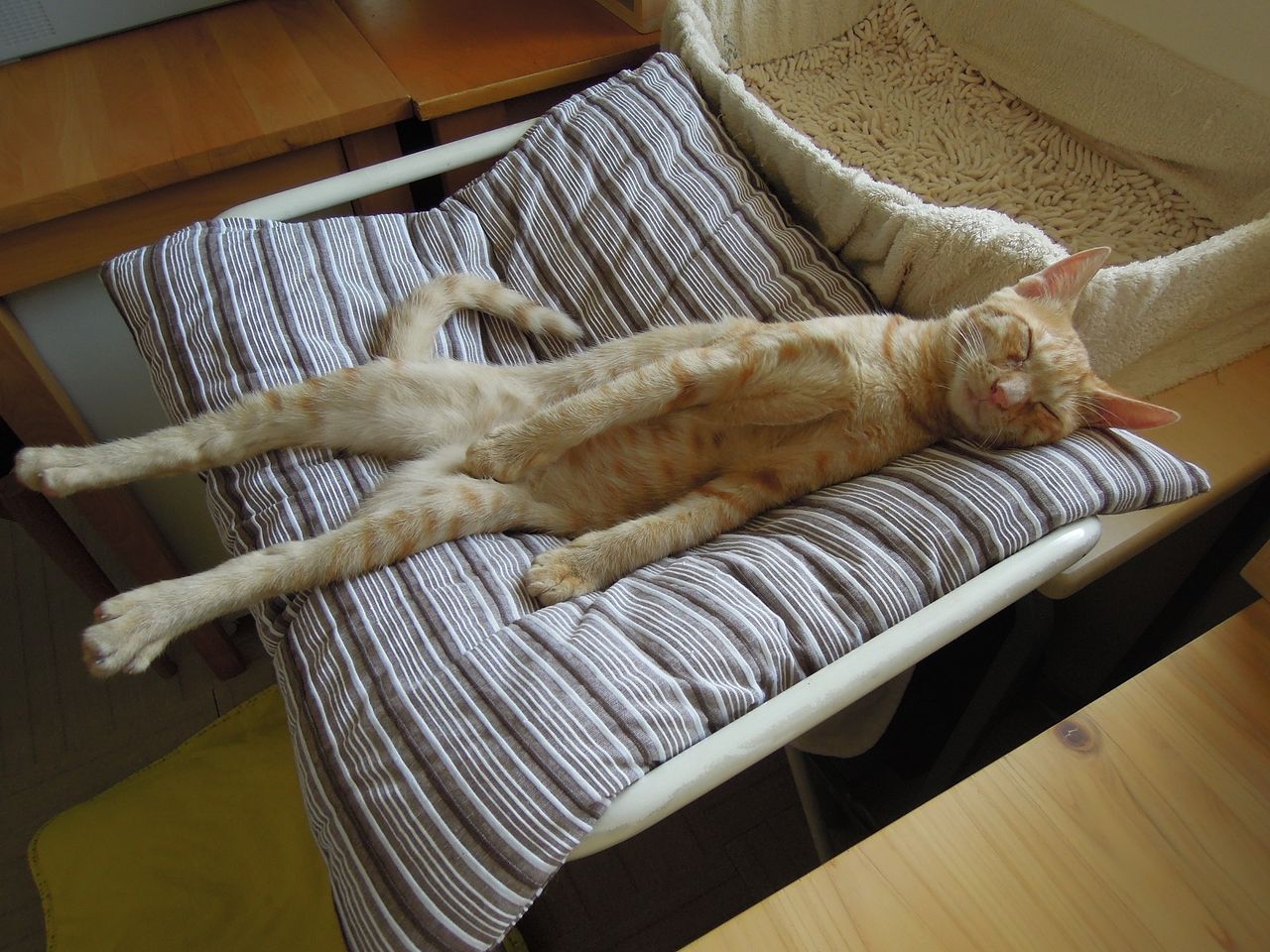 古澤が、TOEICと洋書と（ときどき猫）を語ります。:TOEICat問題 その12