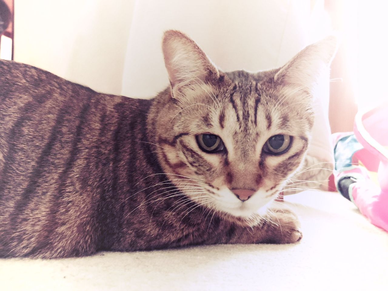古澤が、TOEICと洋書と（ときどき猫）を語ります。:TOEICat問題 その23