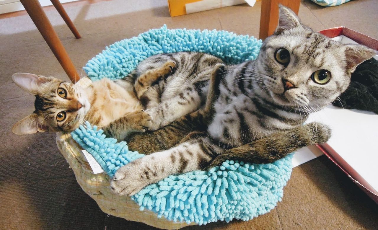 古澤が、TOEICと洋書と（ときどき猫）を語ります。:TOEICat問題 その17