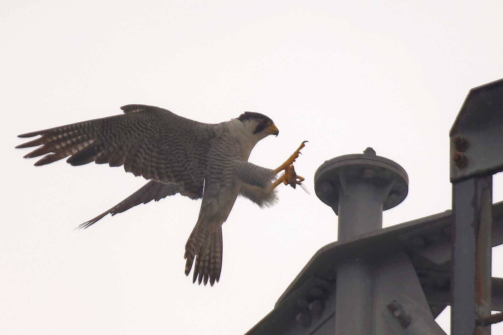 20250708-2 : えんとつぐらし