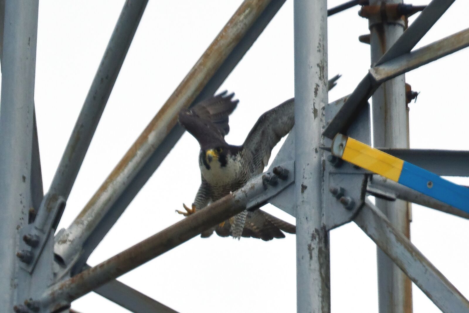 20250616-2 : えんとつぐらし