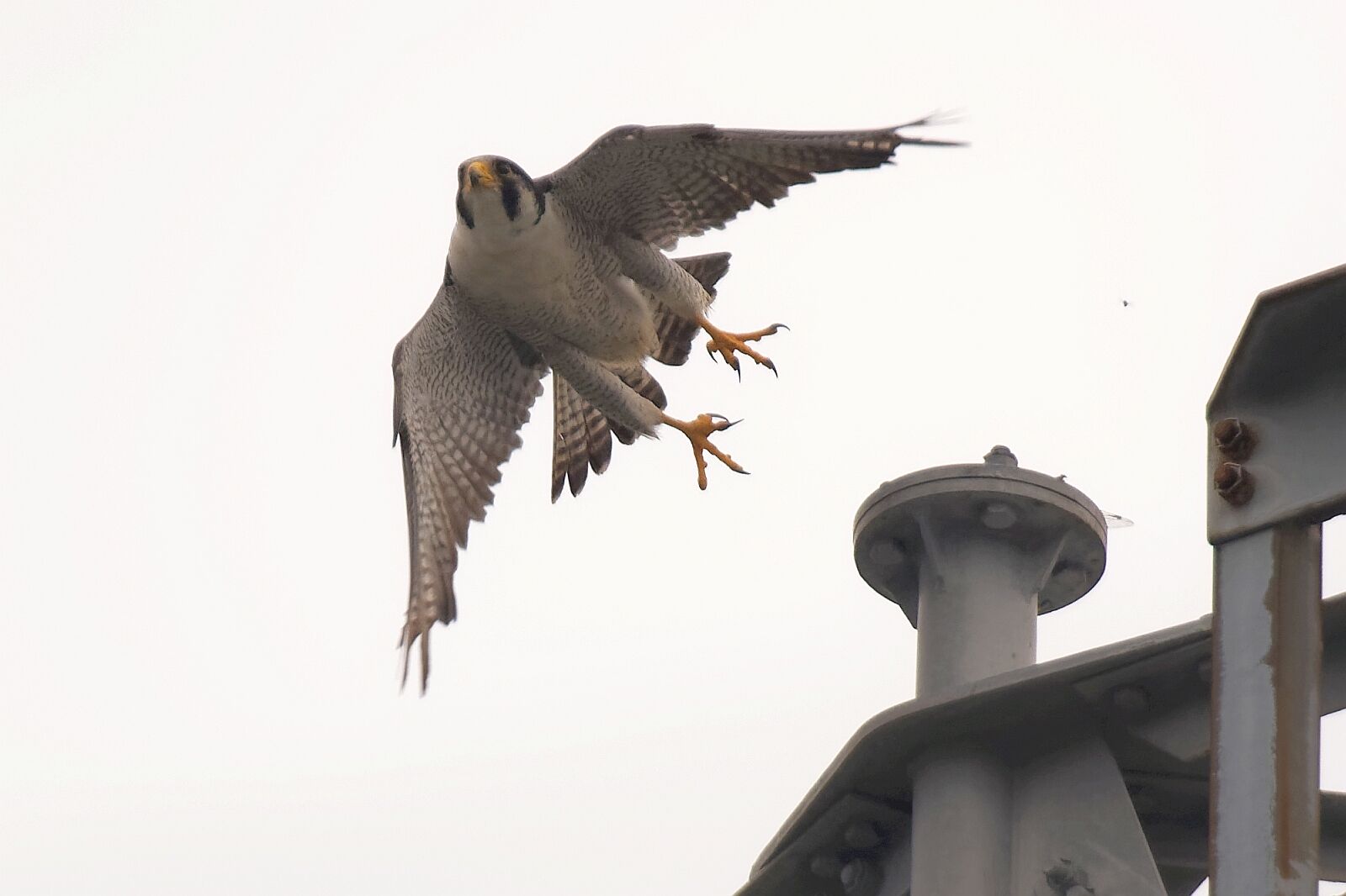 20250708-2 : えんとつぐらし