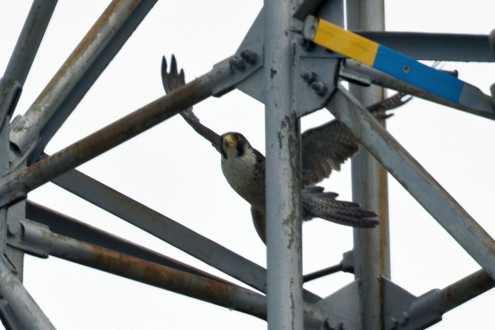 20250616-2 : えんとつぐらし