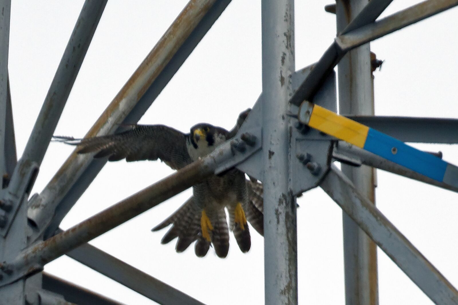 20250616-2 : えんとつぐらし