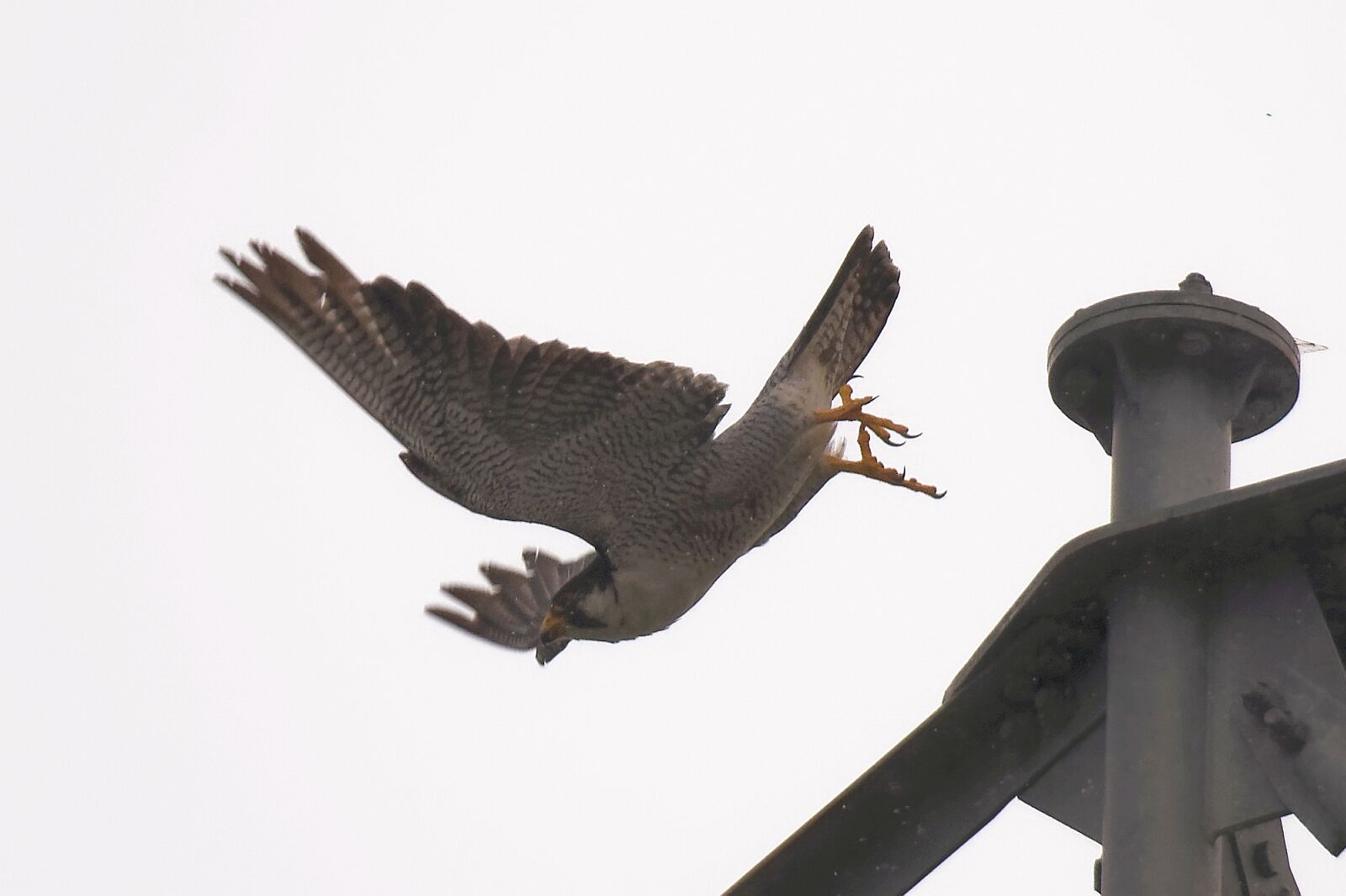 20250708-2 : えんとつぐらし