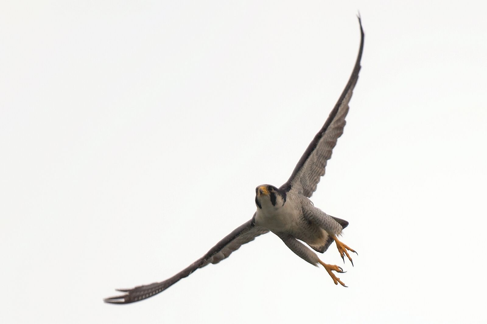 20250708-2 : えんとつぐらし