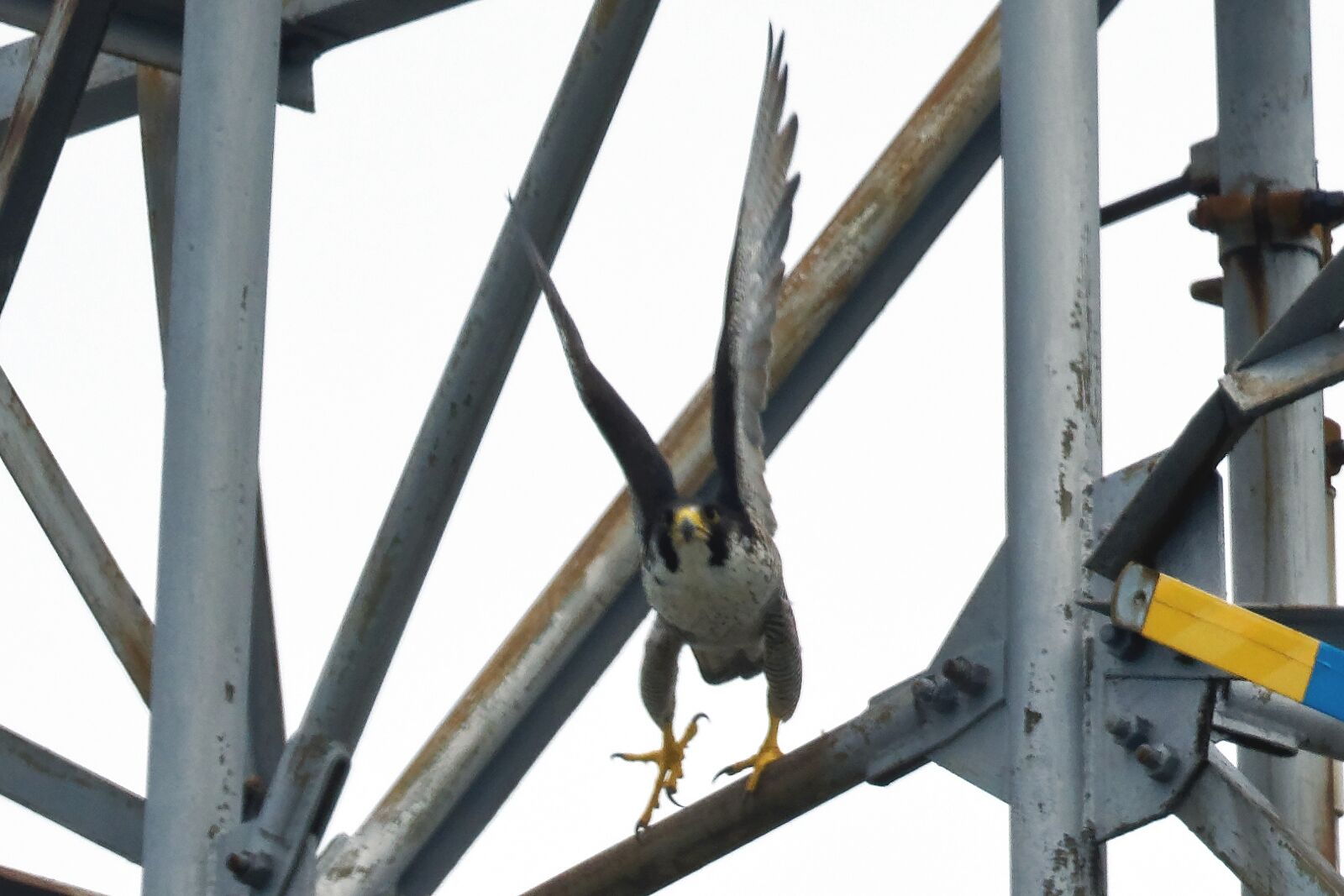 20250616-2 : えんとつぐらし