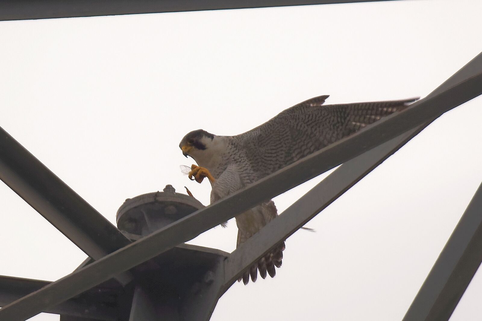 20250708-2 : えんとつぐらし