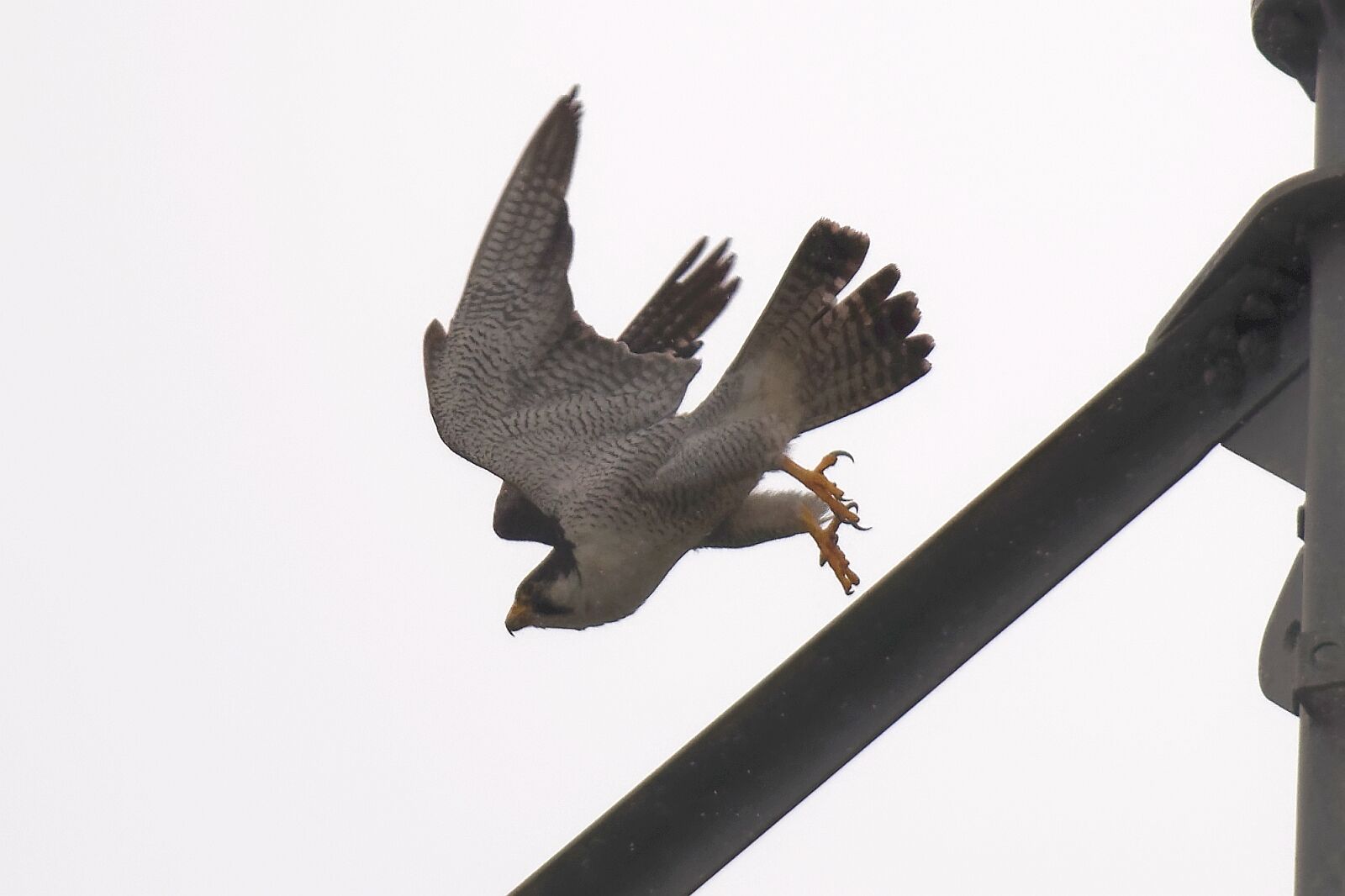 20250708-2 : えんとつぐらし