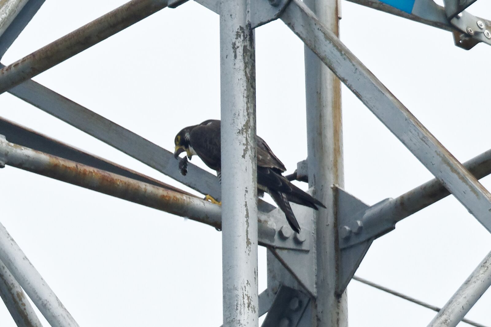 20250616-2 : えんとつぐらし