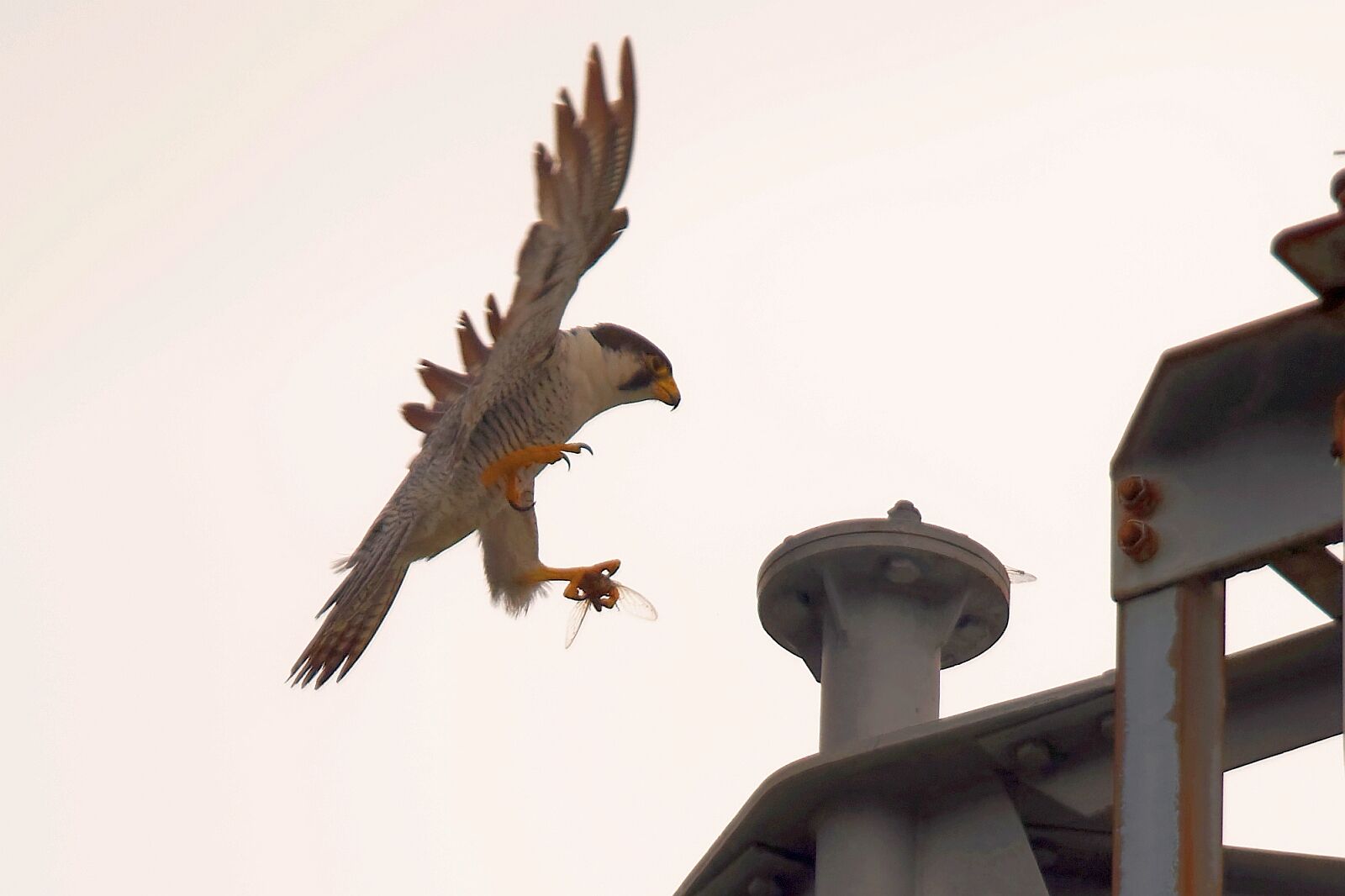 20250708-2 : えんとつぐらし