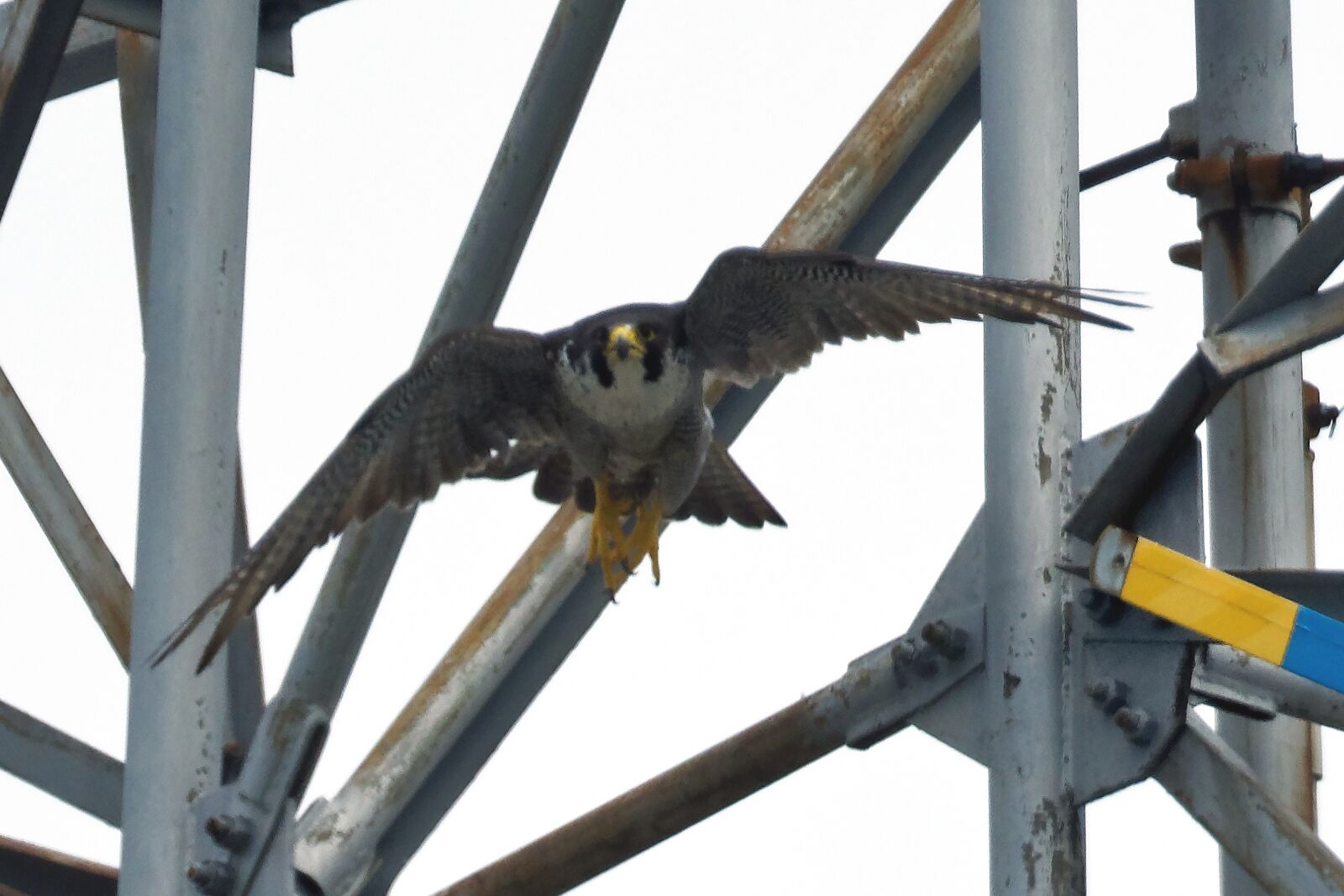 20250616-2 : えんとつぐらし