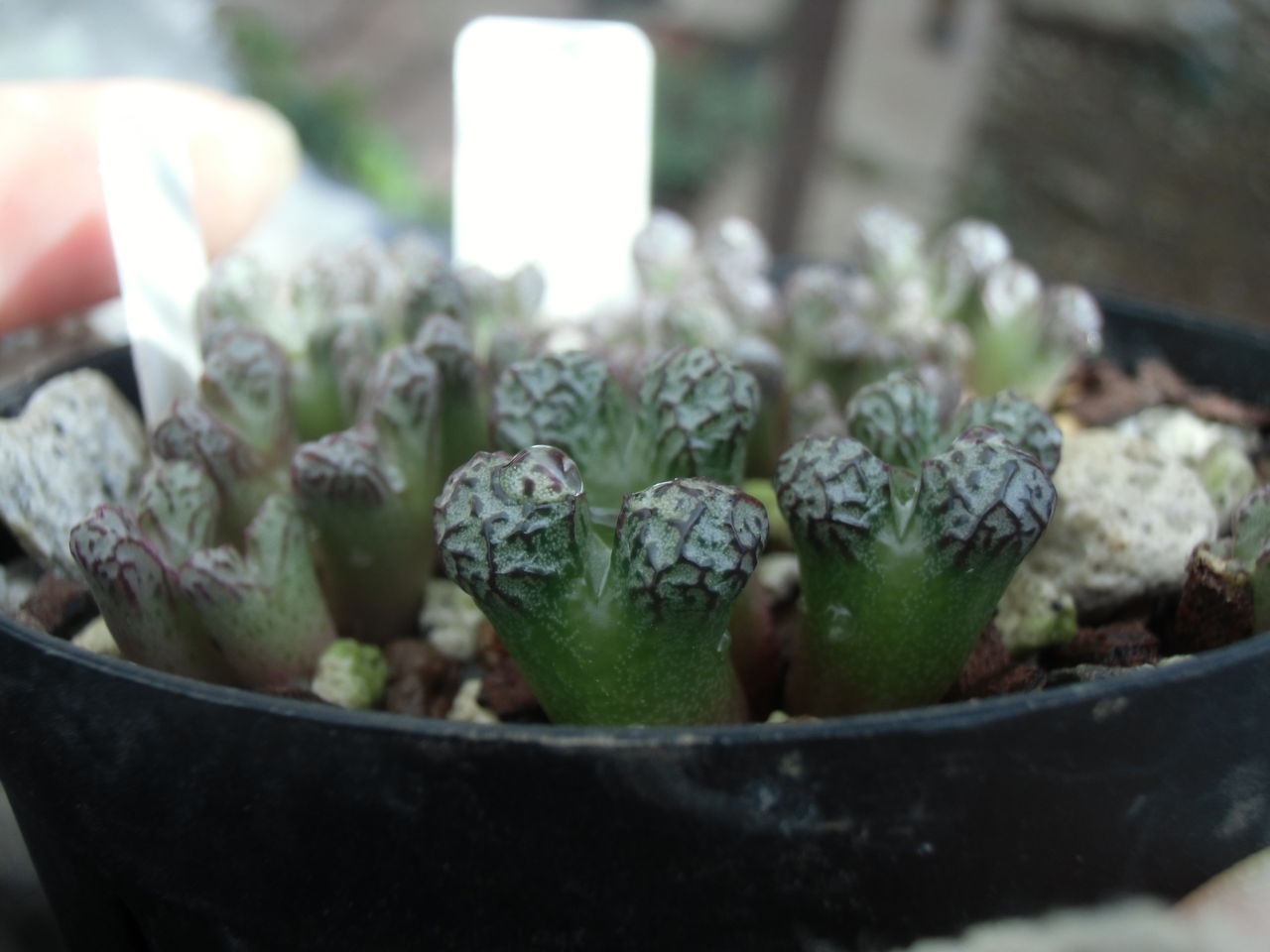 コノフィツム ルックフォヒー Conophytum luckhoffii : ペットのことなども