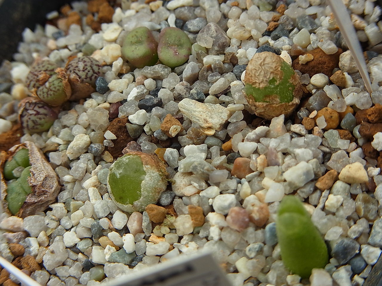 今日のコノﾌｨﾂﾑ : ペットのことなども