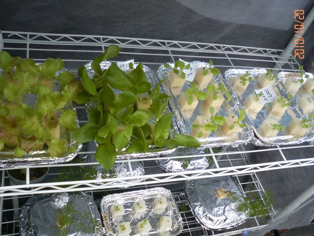 あなたも簡単水耕栽培:栽培容器