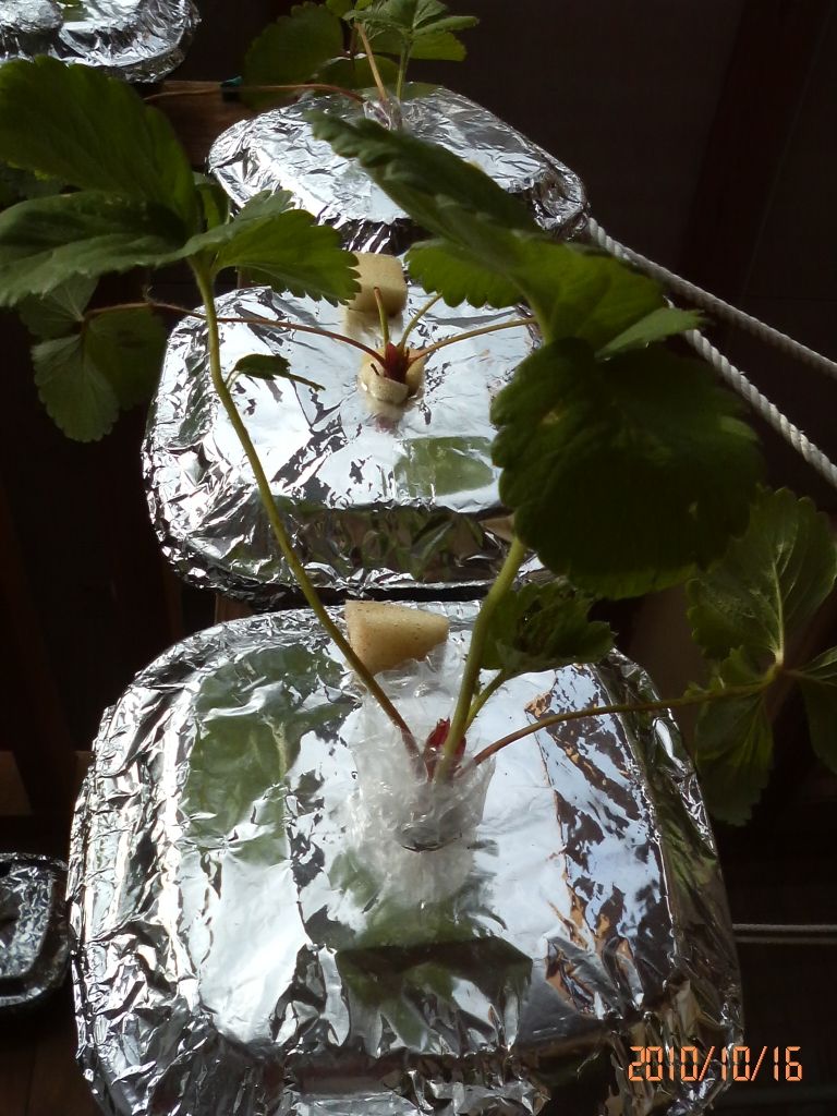 あなたも簡単水耕栽培